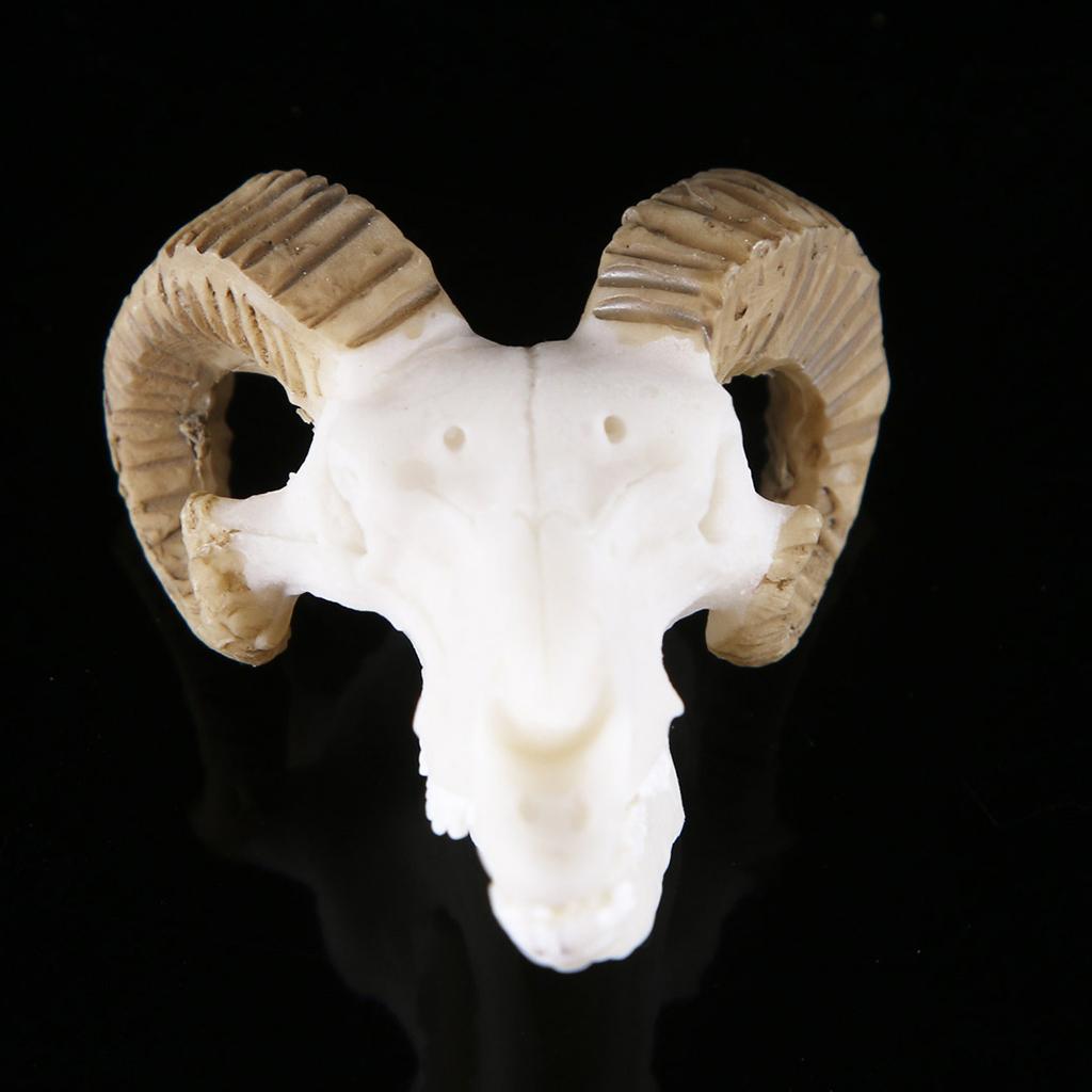 SKULL BACKGROUND TERRARIUM VIVARIUM REPTILE DECORATION RESIN HIDE CAVE ...